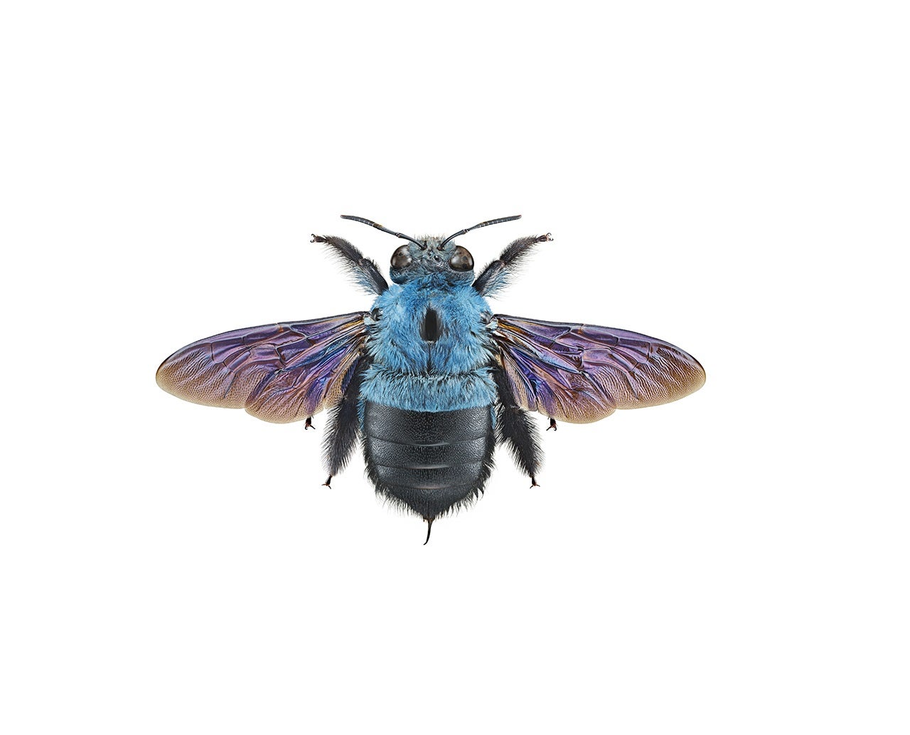 Xylocopa caerulea, Blue Carpenter Bee | Merchants of Mostyn